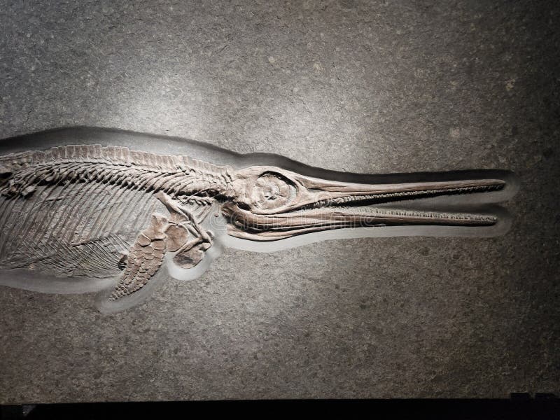 Ancient Fossilized Small Ichthyosaur with Shadow - Mounted Skeleton ...