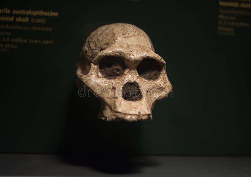 Ancient skull editorial stock photo. Image of skull, crossbone - 81362958