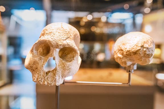 Skulls Showing Human Evolution Editorial Photography - Image of brain ...