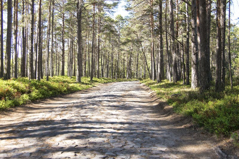 Ancient Stone Road in Forest Stock Photo - Image of forest, ancient ...