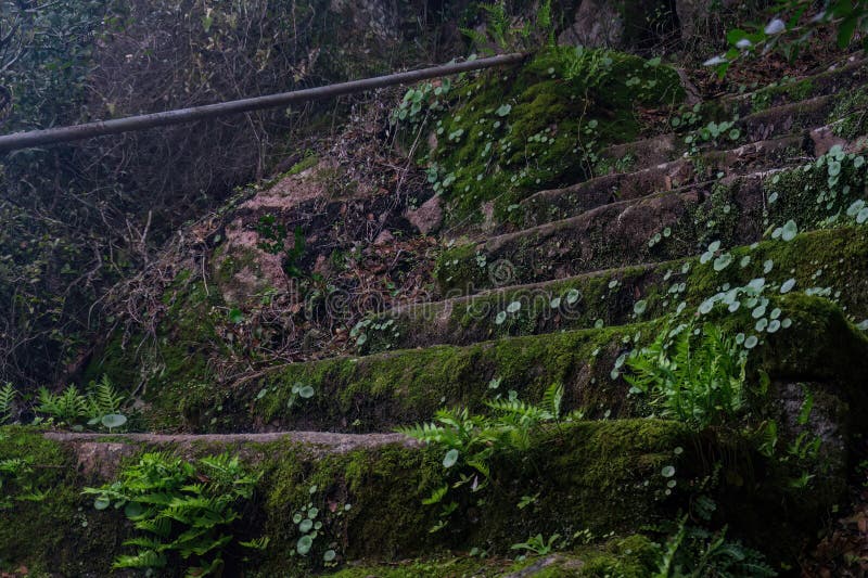 Ancient Stone Staircase Covered with Moss in the Mountains Stock Photo ...