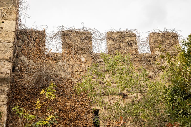 Ancient Stone Wall with Overgrown Vines and Weathered Texture Stock ...