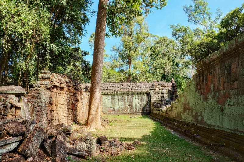 Ancient Stone Walls in the Cambodian Forest, the Ruins of the Ta Prohm ...
