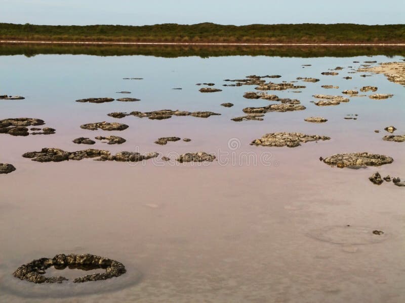 Stromatolites stock image. Image of oldest, ancient, rocks - 6982439