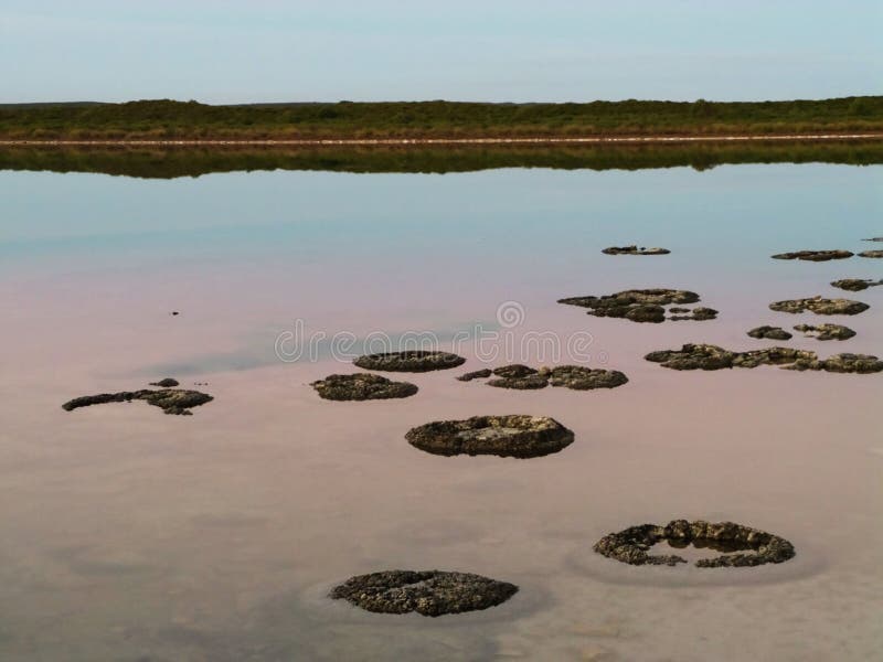 Ancient Stromatolites stock photo. Image of western, stromatolites ...