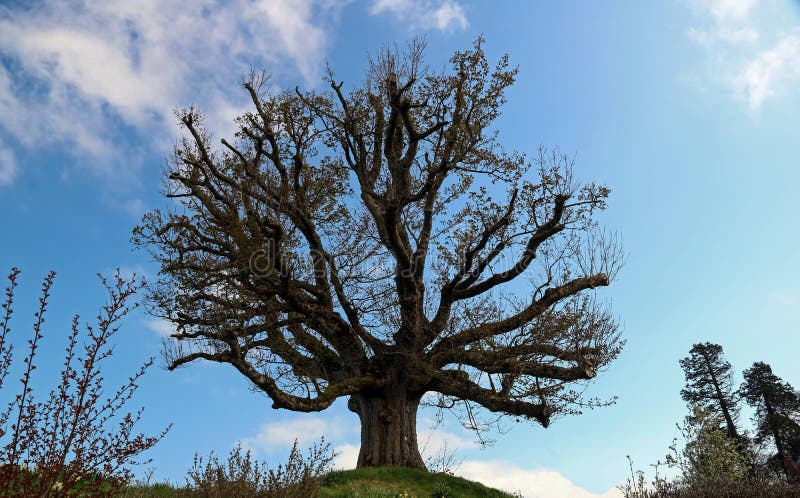 Ancient Sycamore Tree in a Country Estate Stock Image - Image of green ...