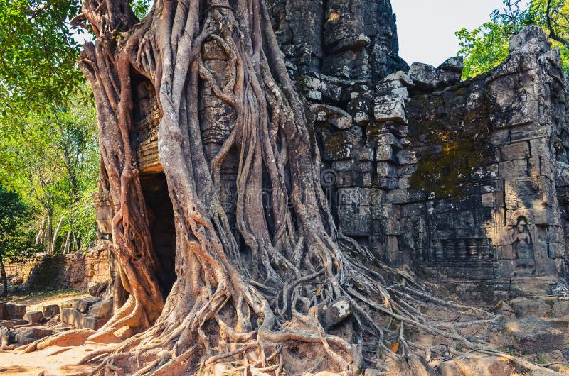 Ancient Temple Entrance and Old Tree Roots at Angkor Wat Stock Image ...