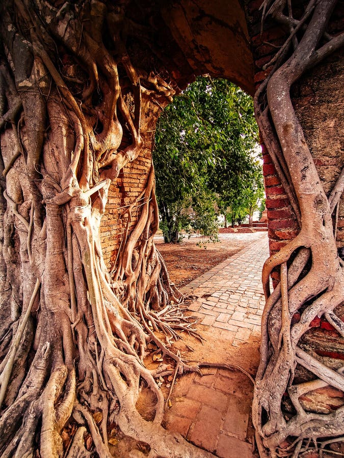 Ancient Temple Gate in Phra Ngam. the Roots of Trees and the Gates of ...