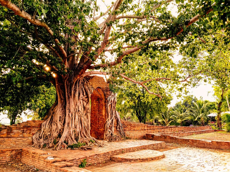 Ancient Temple Gate in Phra Ngam. the Roots of Trees and the Gates of ...