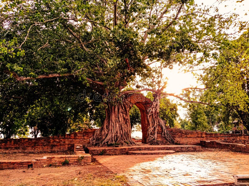 Ancient Temple Gate in Phra Ngam. the Roots of Trees and the Gates of ...