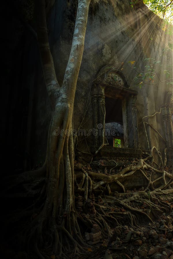 The Ancient Temple Has a Covered Tree Root Stock Image - Image of ...