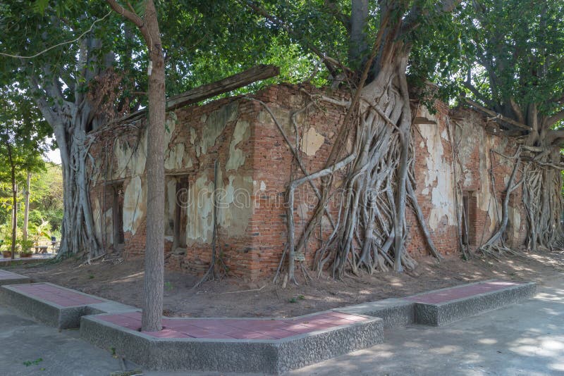 Ancient Temple Under Tree Root Stock Photos - Free & Royalty-Free Stock ...