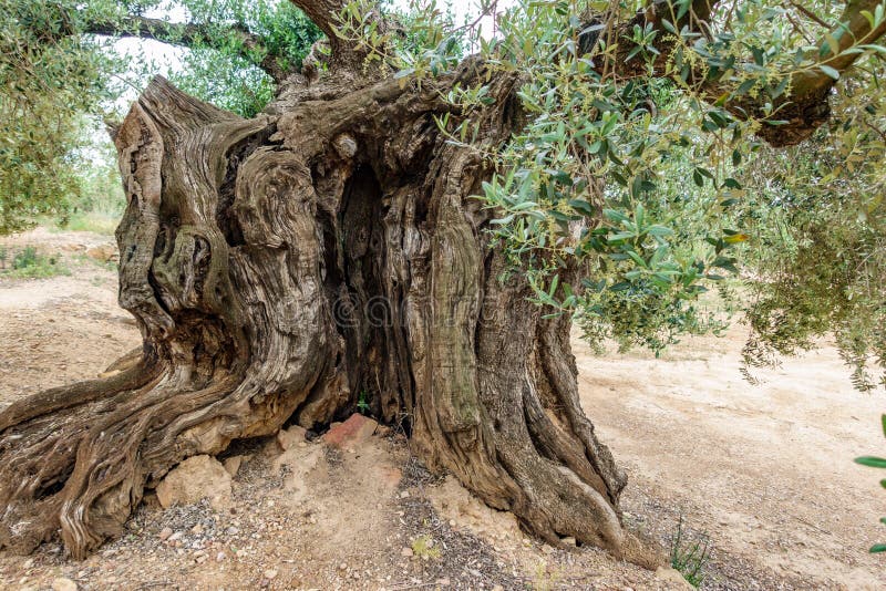Ancient Thousand-year-old Olive Tree Trunk Stock Image - Image of olive ...