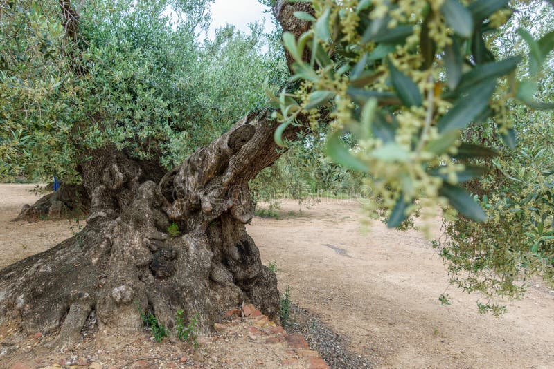 Ancient Thousand-year-old Olive Tree Stock Image - Image of grow ...