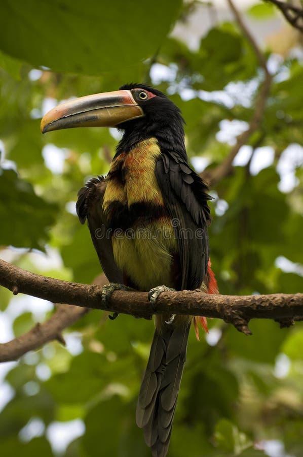Ancient Toucan stock photo. Image of toucan, perch, wings - 10502476