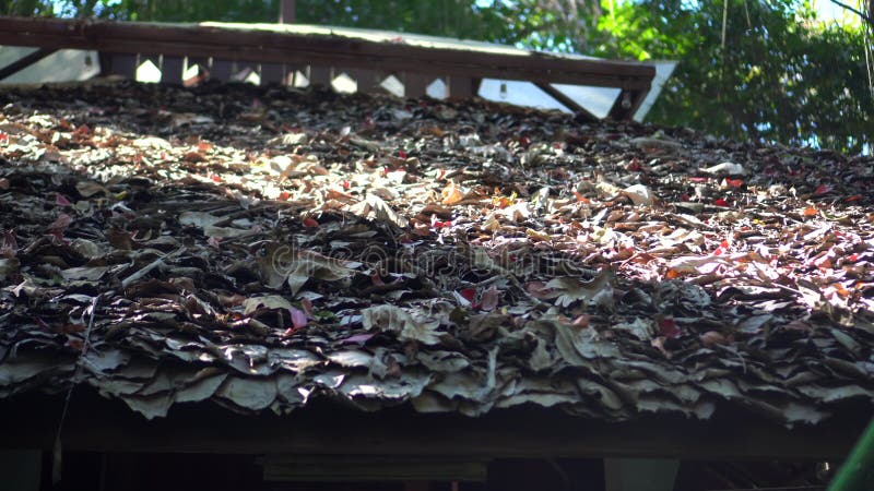 Ancient Traditional Roofing Structure Teak Tree Leaf Structure Eco ...