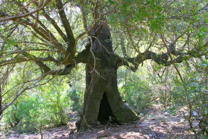Ancient tree stock image. Image of ring, branch, nature - 10110647