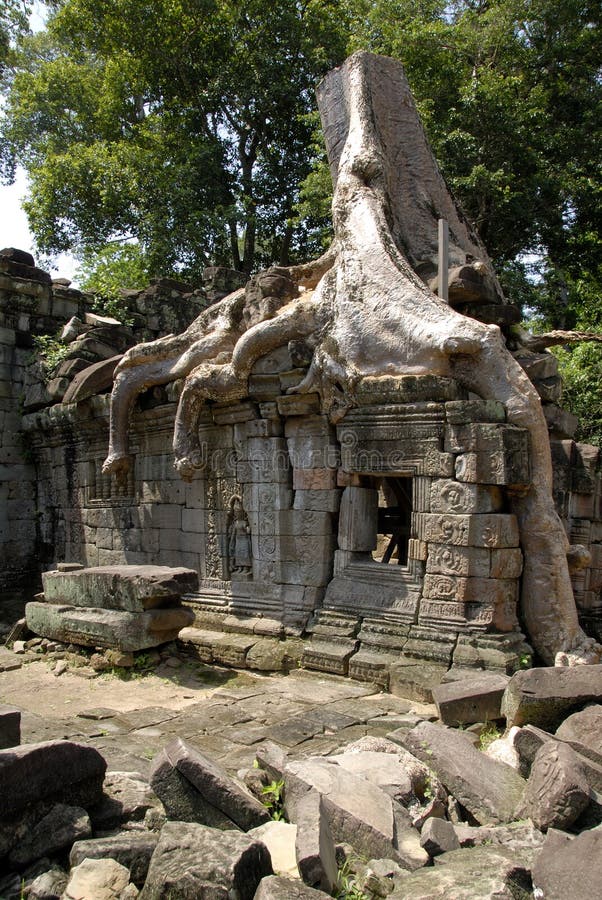 Ancient Tree stock image. Image of ancient, ruin, cambodia - 1180117