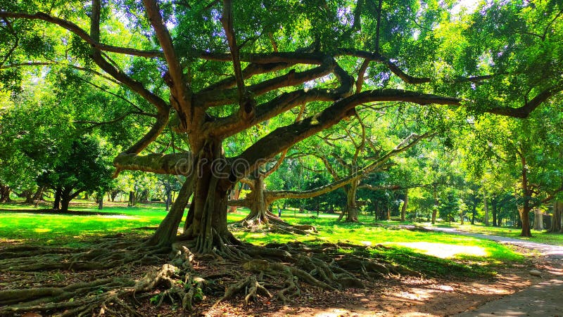 Ancient tree stock image. Image of tree, jungle, autumn - 266173347