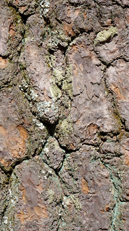 Ancient Tree Bark Texture with Musk Stock Photo - Image of middle, grey ...