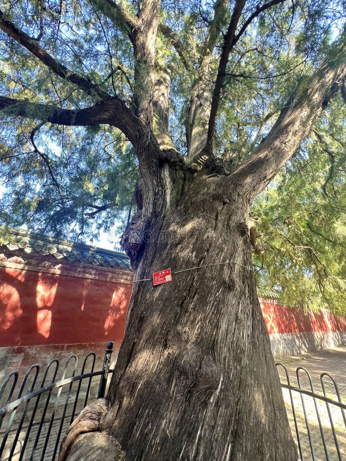 Ancient Tree in Beijing Temple Garden with Sunlight Filtering through ...