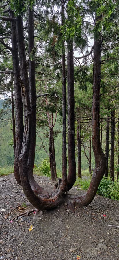 An Ancient Tree with Branch Magnify Stock Image - Image of trunk ...