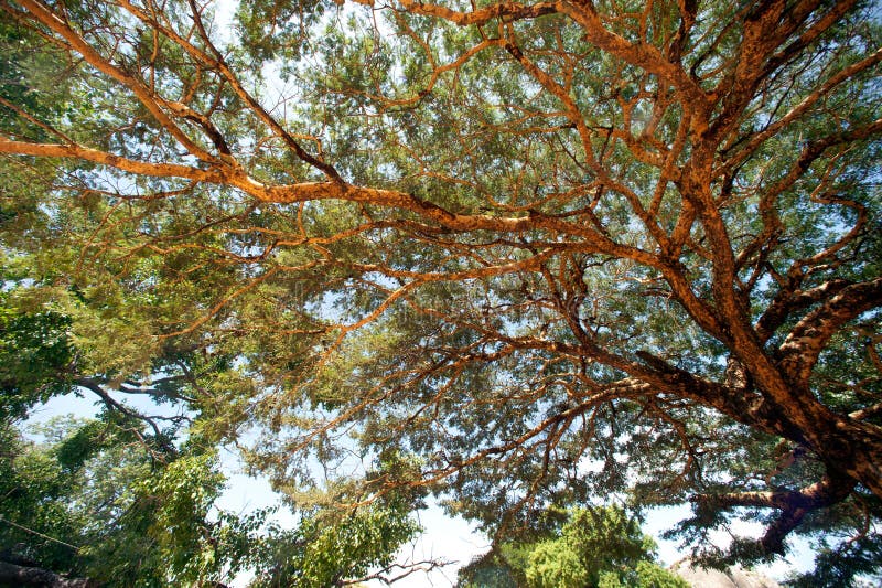 Ancient tree branches. stock photo. Image of ancient - 43550366