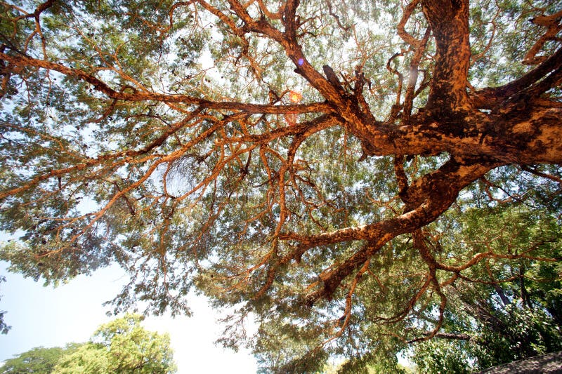 Ancient tree branches. stock photo. Image of ancient - 43550366
