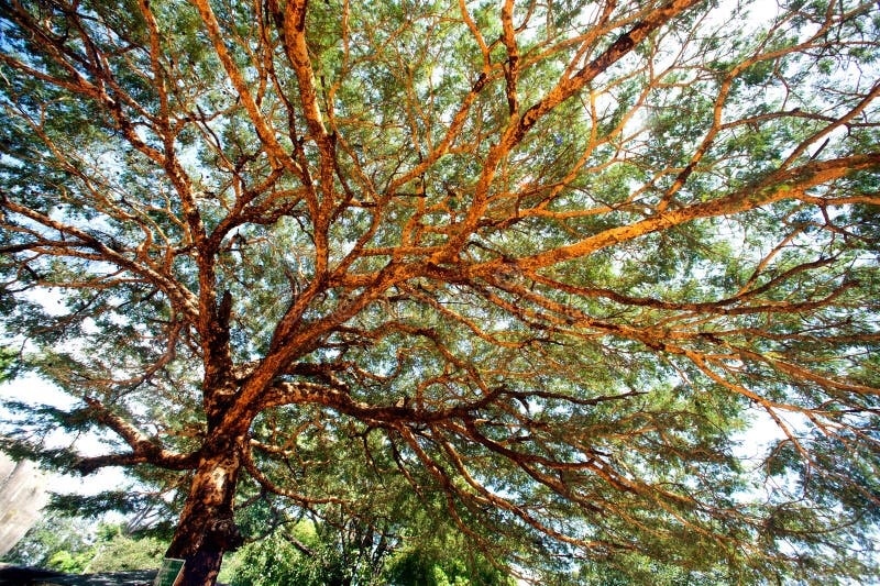 Ancient tree branches. stock photo. Image of ancient - 43550366