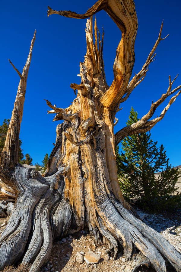 Ancient tree stock photo. Image of mountains, fall, roots - 228335834