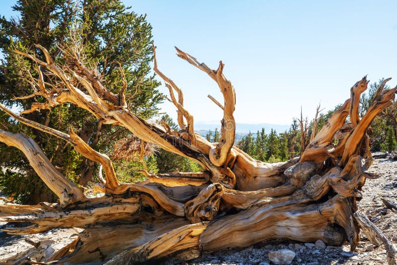 Ancient tree stock image. Image of nature, biology, landscapes - 228535753