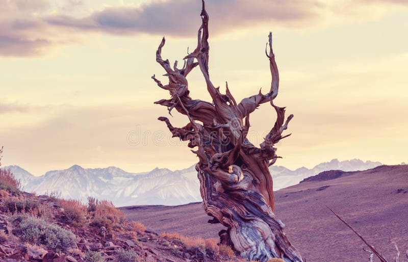 Ancient tree stock photo. Image of sierras, growing, gnarled - 82555376