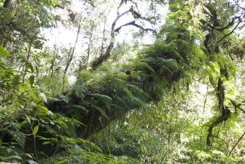 Ancient Tree Cover with Moss and Fern Stock Photo - Image of mountain ...