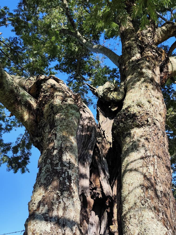 Ancient tree with cracks stock photo. Image of peaceful - 381878408
