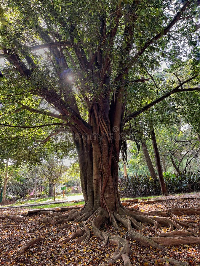 Ancient Tree with Deep Roots and Unique Beauty in the Middle of the ...