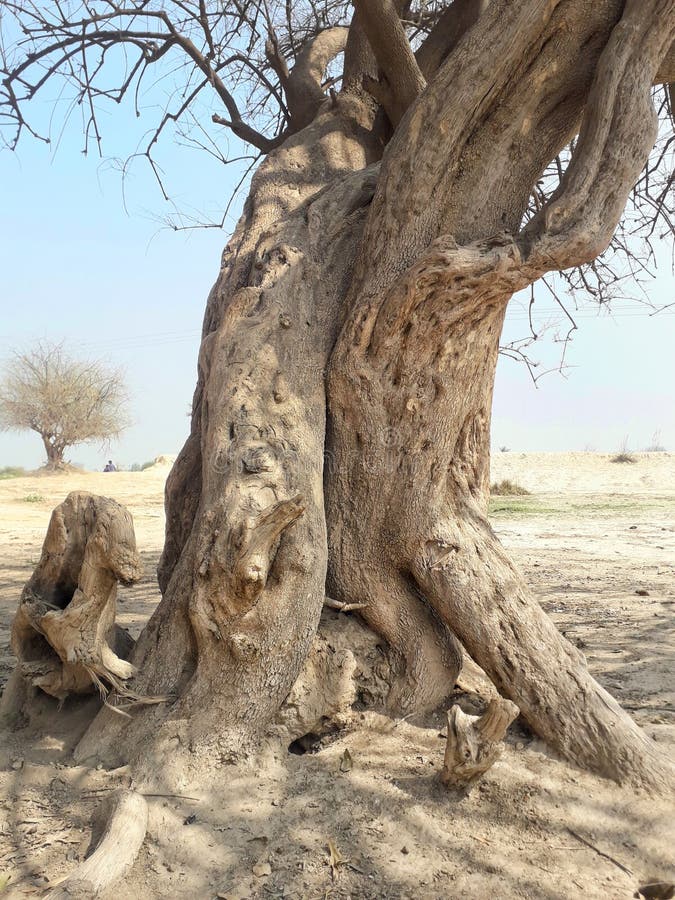 Ancient Tree in Desert Area Stock Image - Image of area, trunk: 174053419