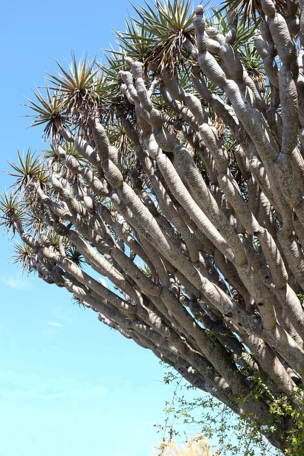 Ancient tree stock photo. Image of endemic, draco, menacing - 44003086