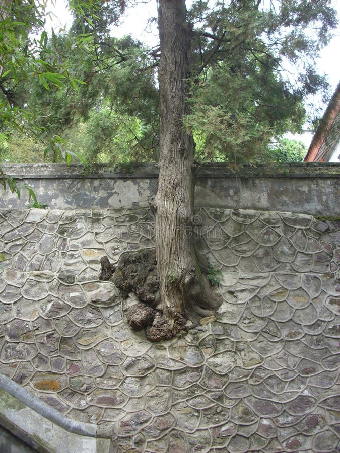 Ancient tree stock photo. Image of grow, trees, tree - 33407428