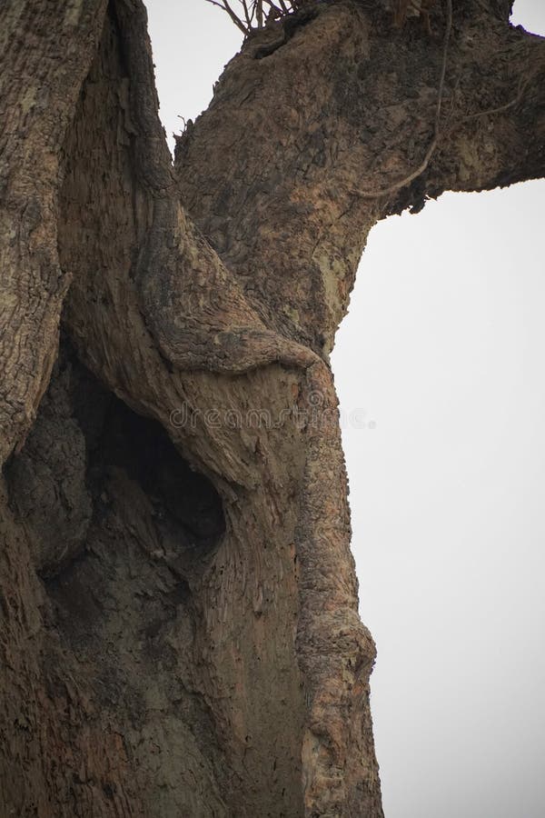 Ancient Tree with Hollow and Twisted Bark Stock Photo - Image of cracks ...