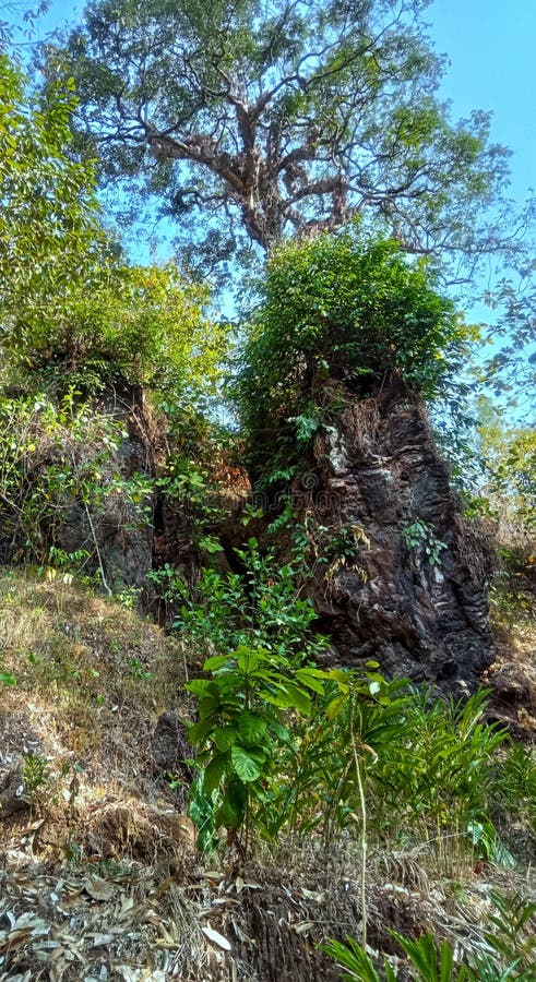 An Ancient Tree Hundreds of Years Old that Grows on an Ancient Rock ...