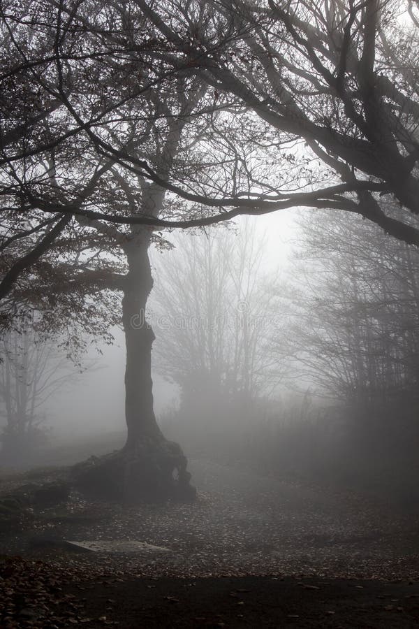 An Ancient Tree Immersed in the Fog Stock Image - Image of light, plant ...