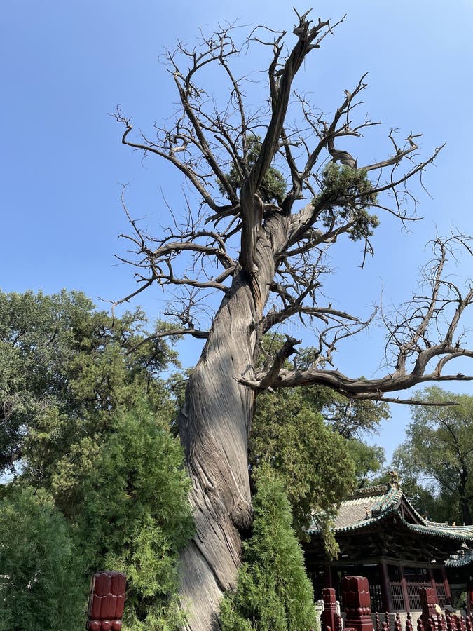 Ancient Tree in Jin Memorial Temple Stock Photo - Image of grass, shrub ...