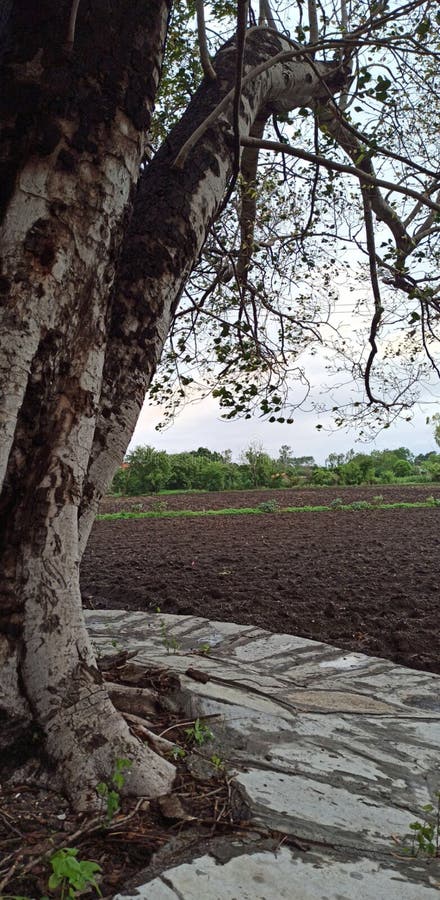 Ancient Tree stock image. Image of garden, trunk, shrub - 393975791