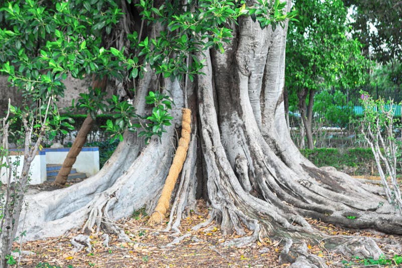 Ancient Tree with a Massive Trunk and Sprawling Roots Stock Image ...