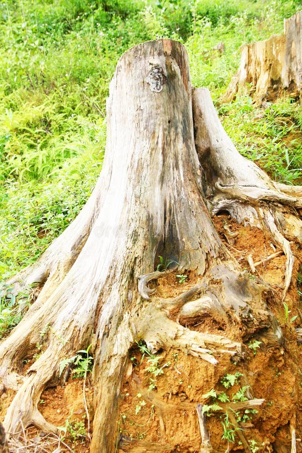 Ancient tree stock image. Image of merchandise, pollution - 44795735