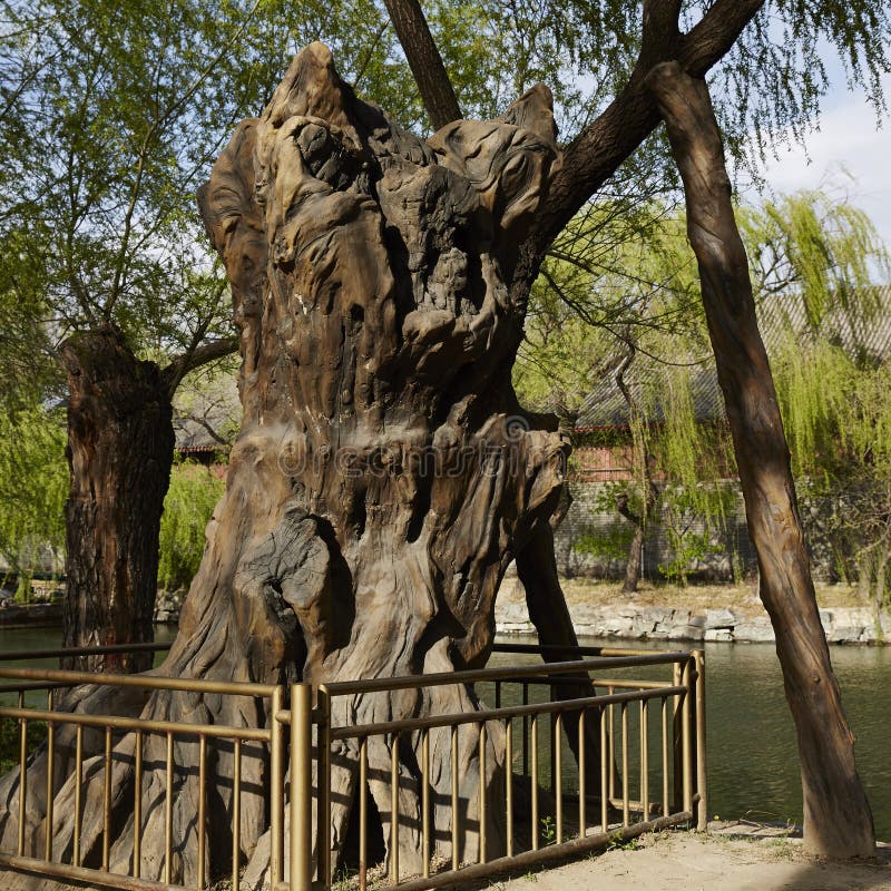 Ancient tree protection stock image. Image of environment - 90483453