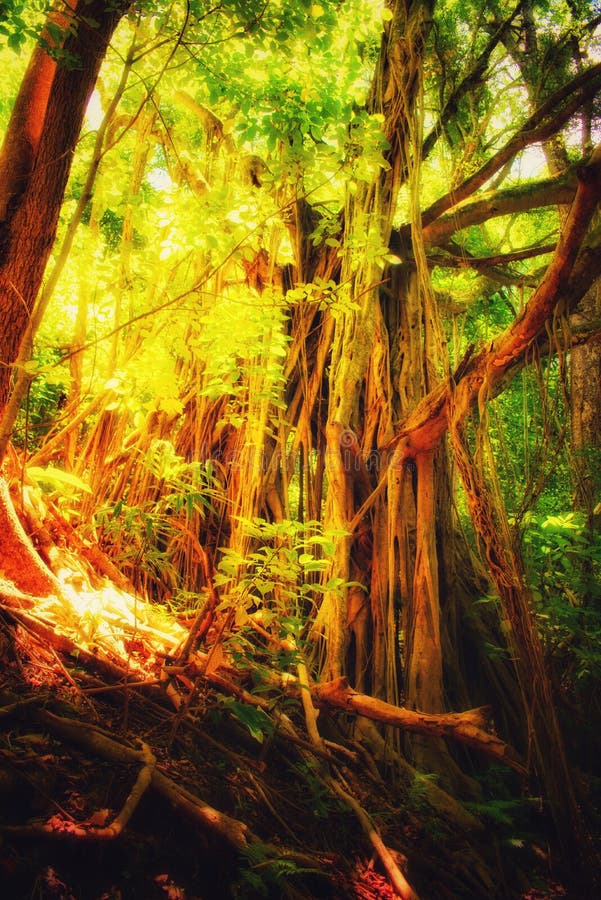 Ancient tree in rainforest stock image. Image of bark - 223571165