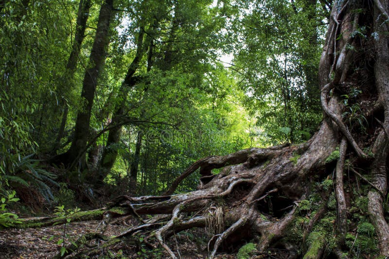 Ancient tree roots stock photo. Image of giant, fantasy - 110952988