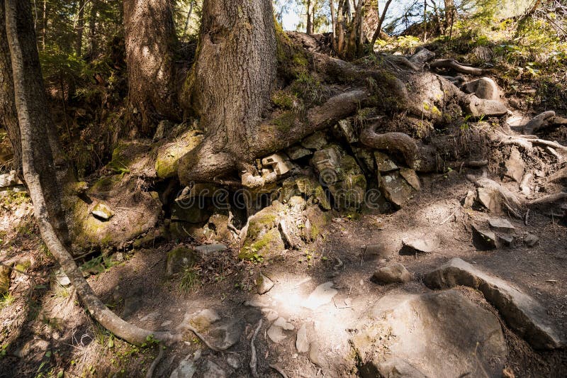 Ancient Tree Roots Encroaching on Weathered Stone Terrain Stock Image ...