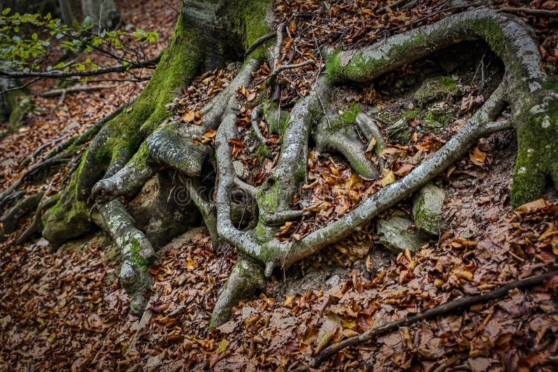 Ancient Tree Roots with Leaves and Moss Stock Photo - Image of ...